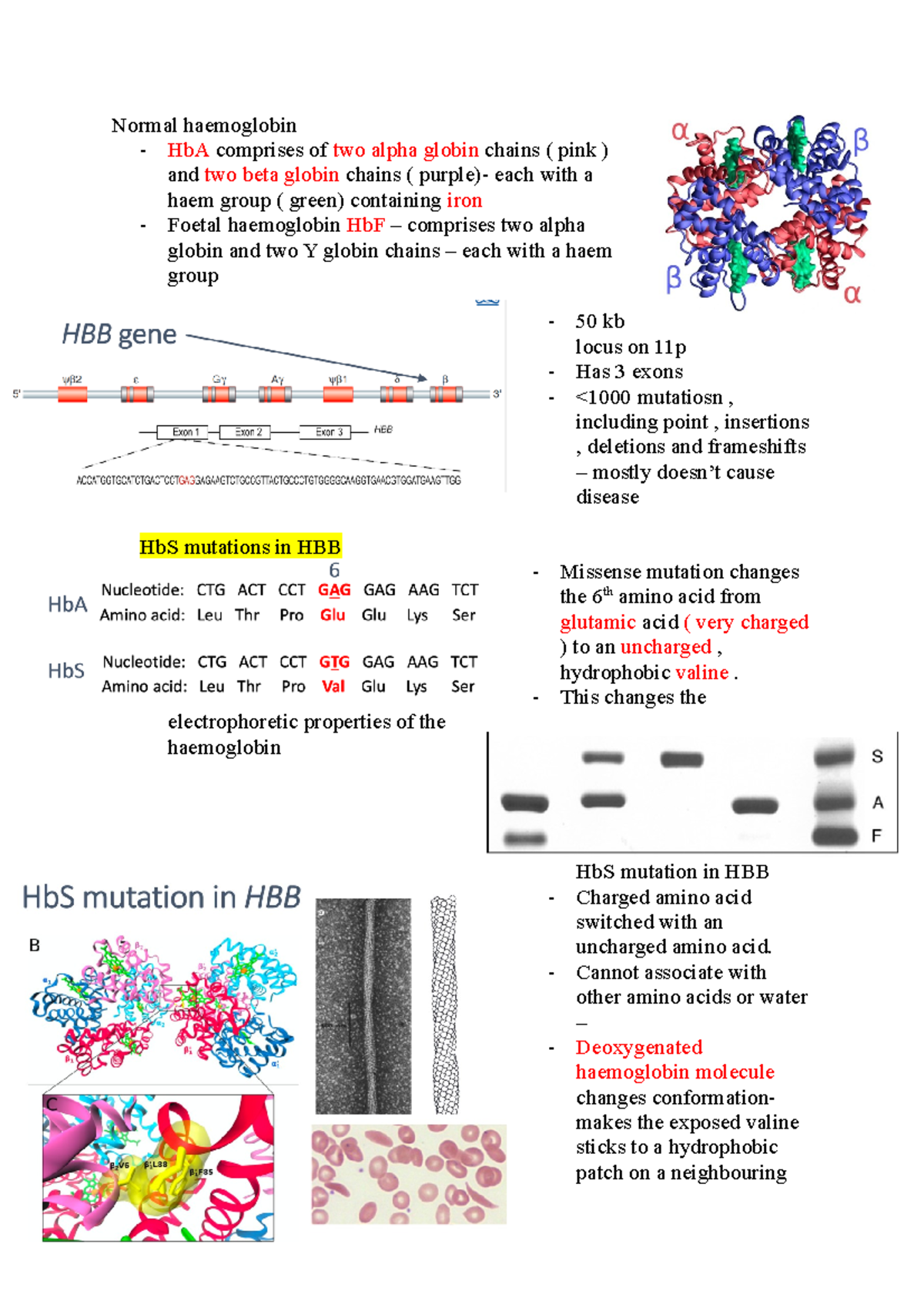 Week 4 - SCD - all notes on that week . - Normal haemoglobin - HbA ...