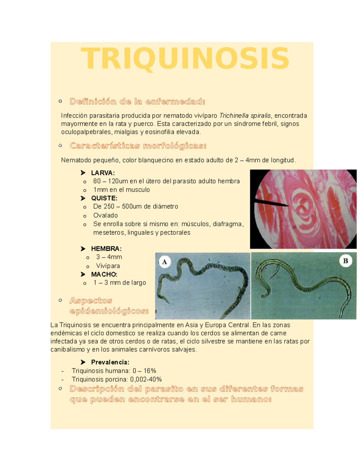 Triquinosis - Infección parasitaria producida por nematodo vivíparo ...