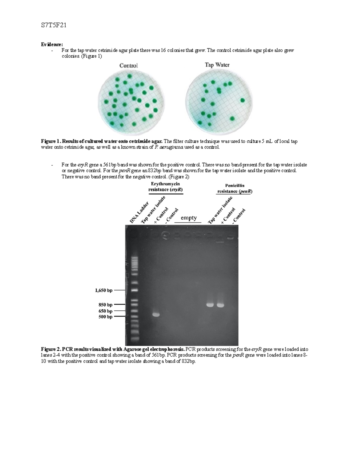 Final CER bio lab - S7T5F Evidence: - For the tap water cetrimide agar ...