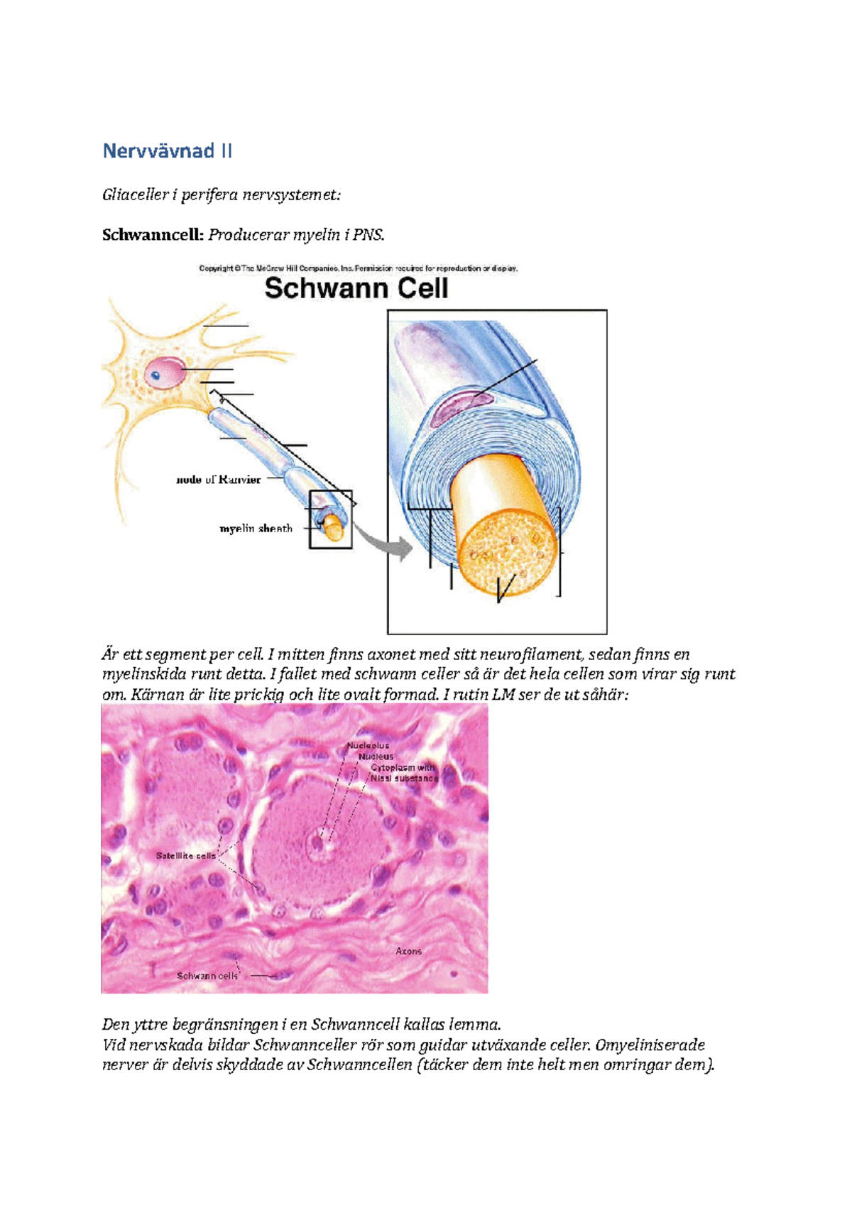 Nervvävnad II anatomi och histolgi del 2 - Nervvävnad II Gliaceller i ...