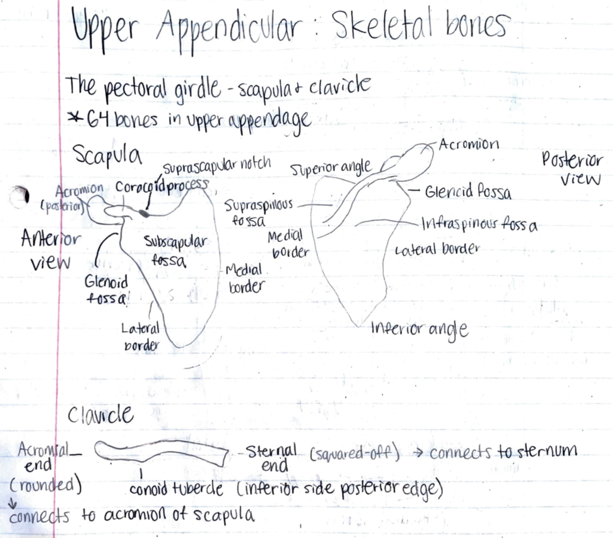 Upper Appendage Bones and Articulations - ' urptr Arr end(cUlor·S ...