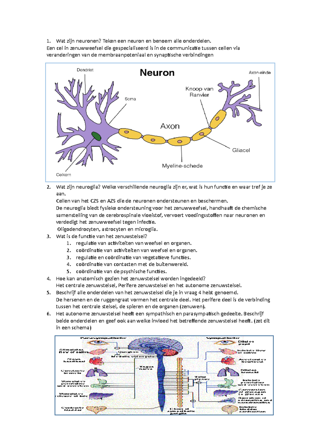 Voorbereiding zenuwstelsel I fysiologie 1 - Wat zijn neuronen? Teken ...