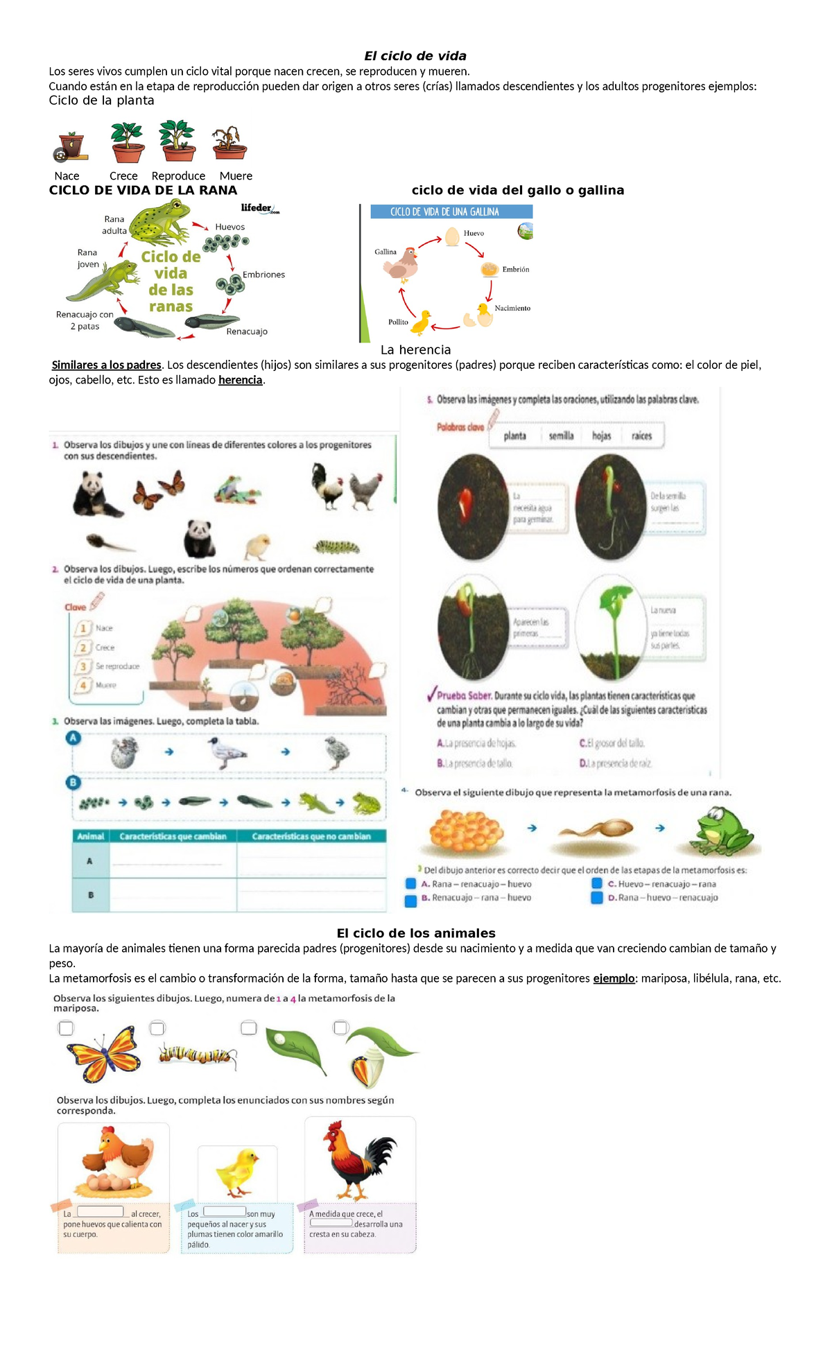 Bimestral - estudien - El ciclo de vida Los seres vivos cumplen un ...