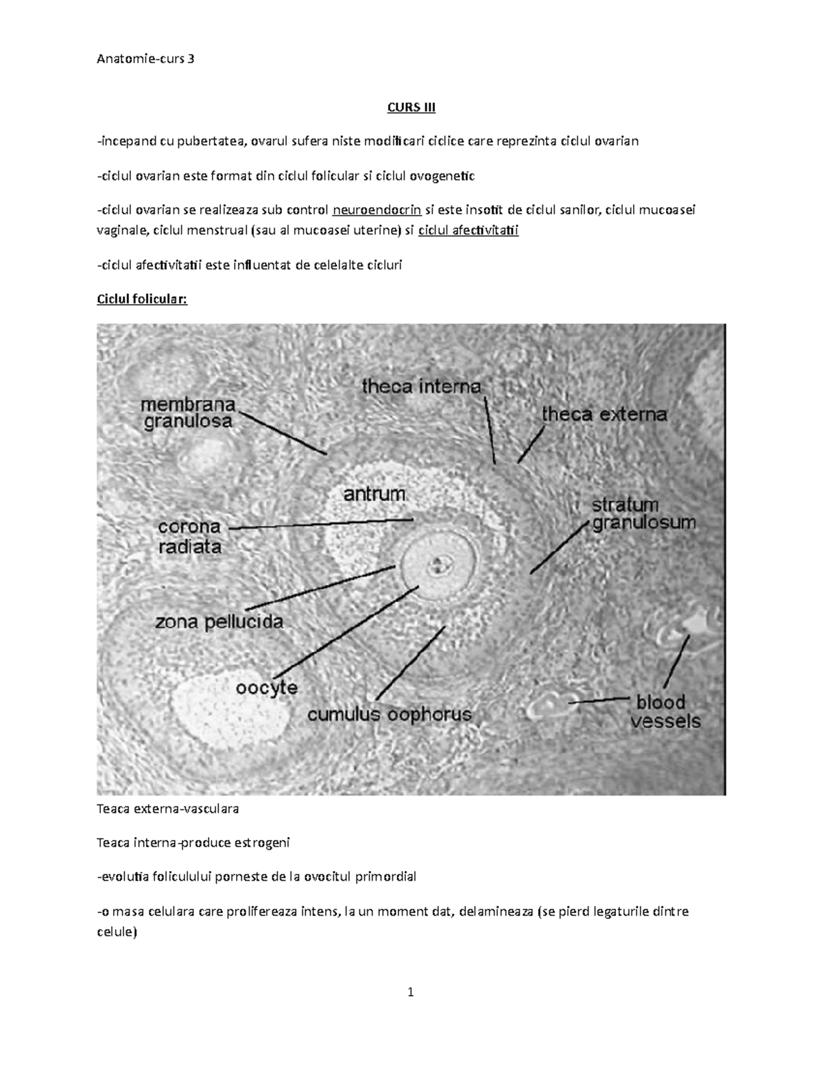 Curs 3-xeroxat - Lecture notes 3 - Anatomie-curs 3 CURS III -incepand ...