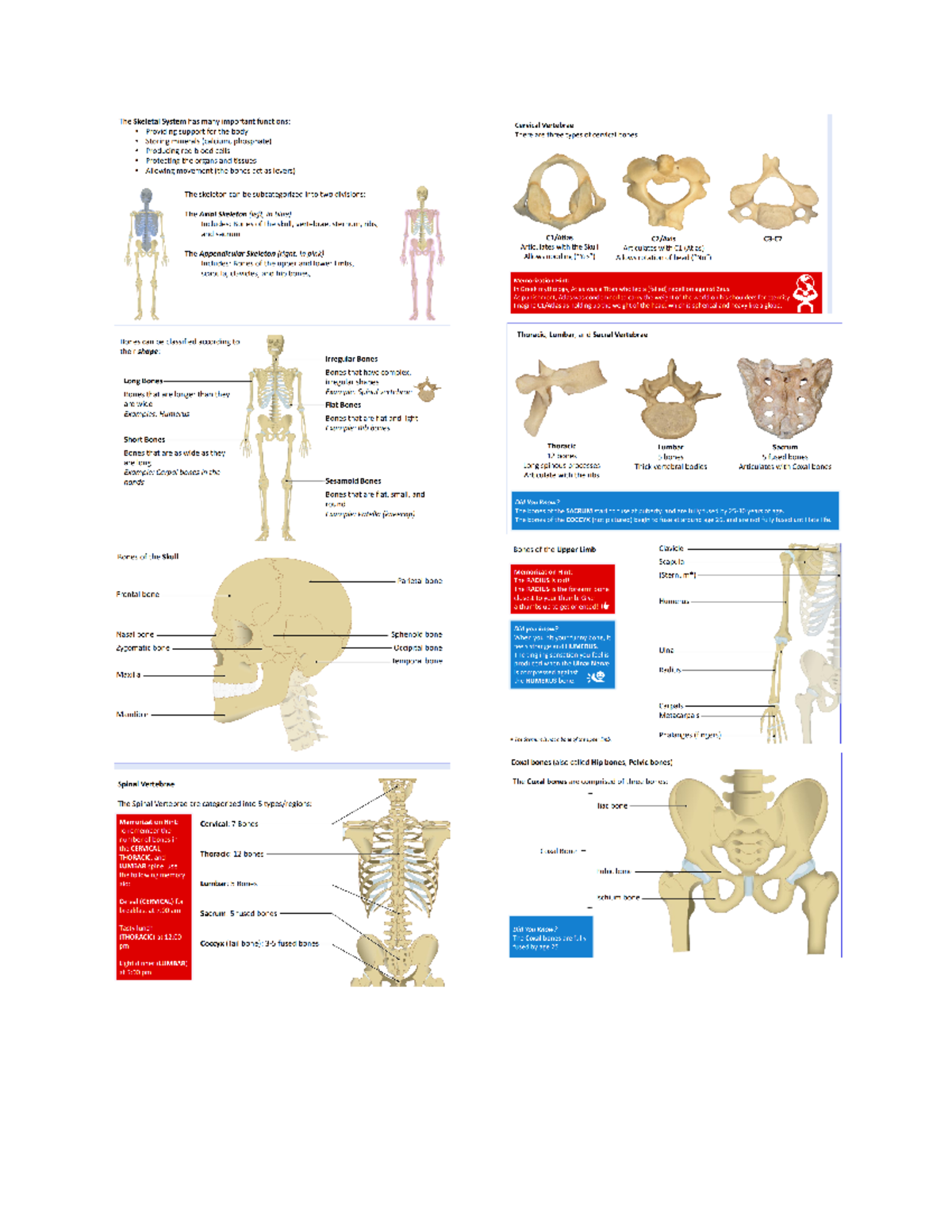 Untitled document - SKELETAL SYSTEM - Analyse the structure and ...