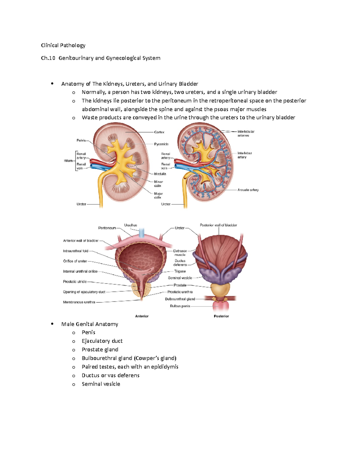 Genitourinary and Gynecological - o African American men have a higher ...