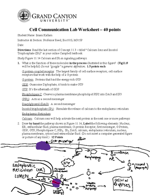 S23 Cell Staining and Microscopy Worksheet - Cell Staining and ...