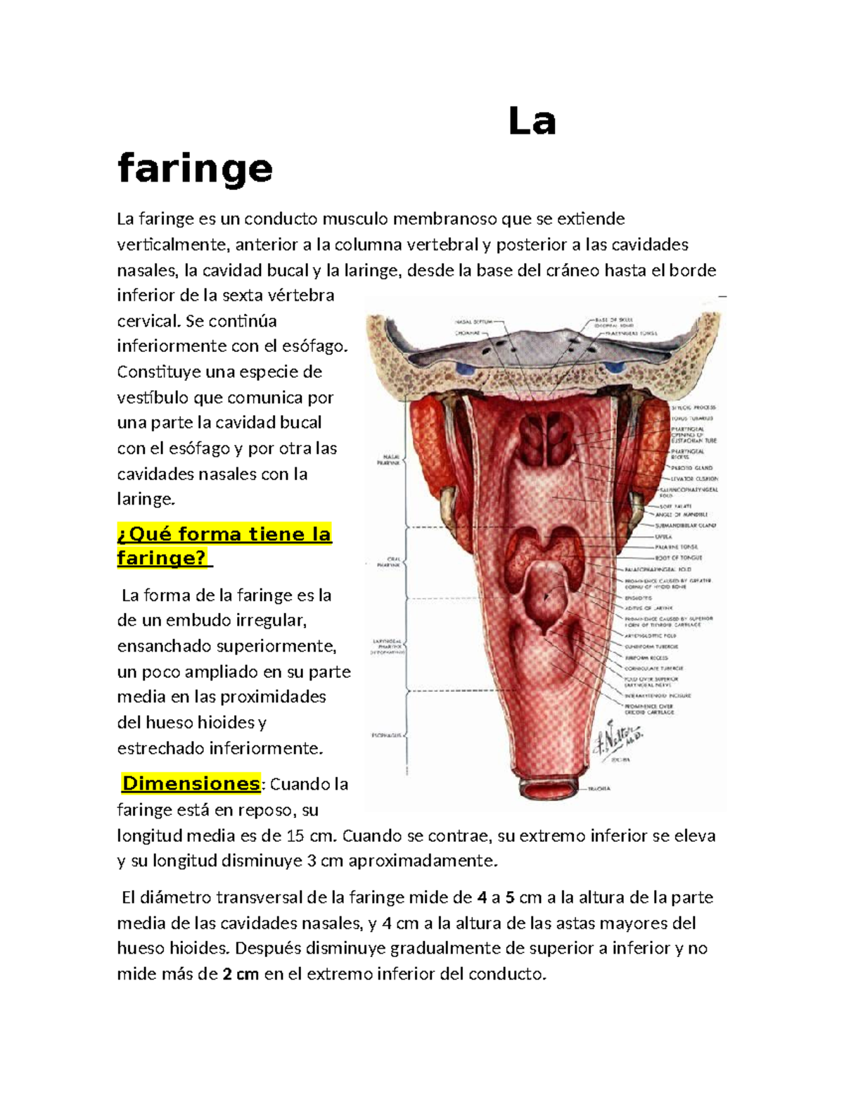 La faringe, resumen - La faringe La faringe es un conducto musculo ...