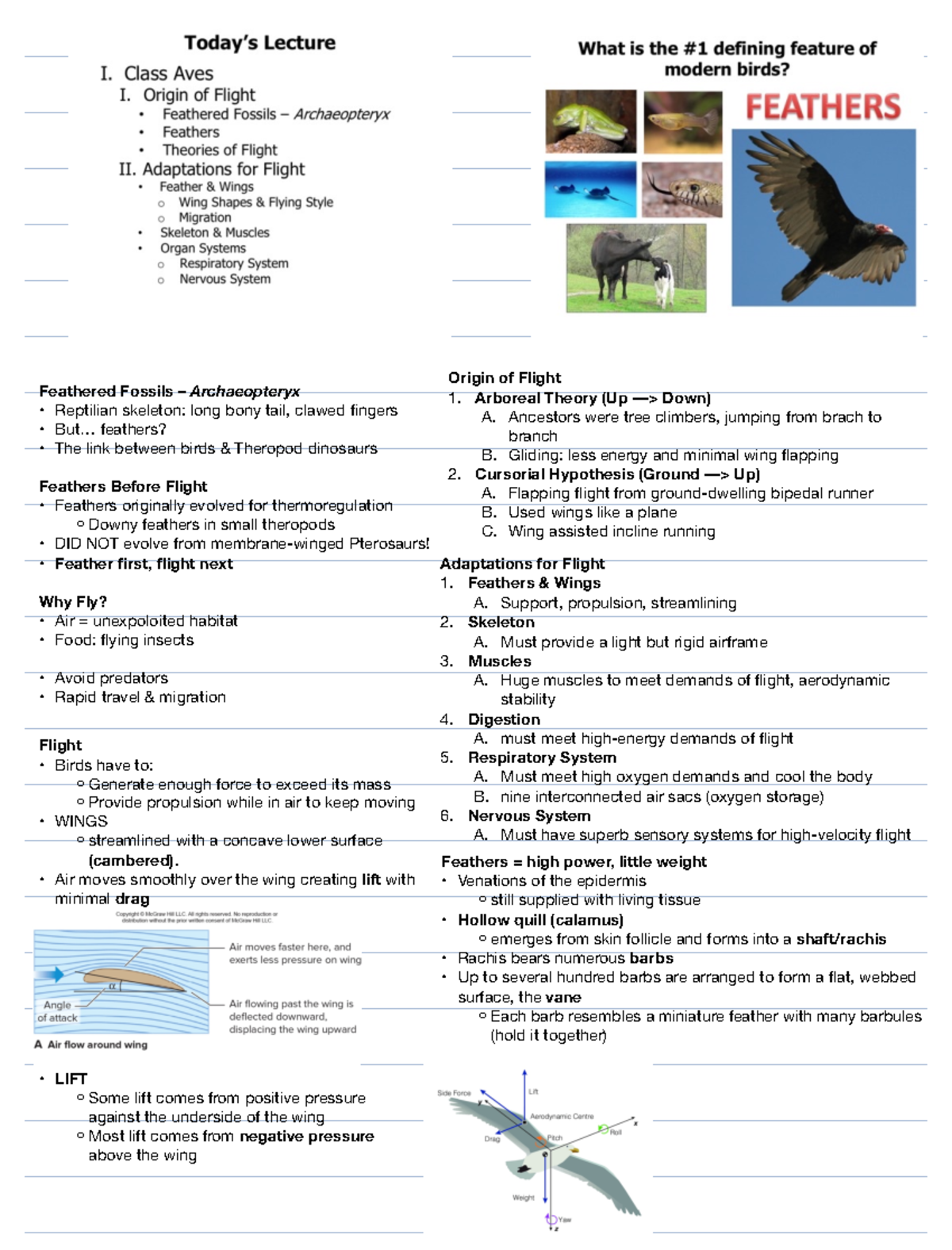Lecture 28 and 29 Origin of Flight Birds - Origin of Flight Arboreal ...