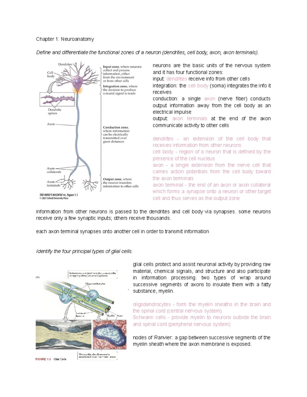 2220 midterm 1 - Chapter 1: Neuroanatomy Define and differentiate the ...