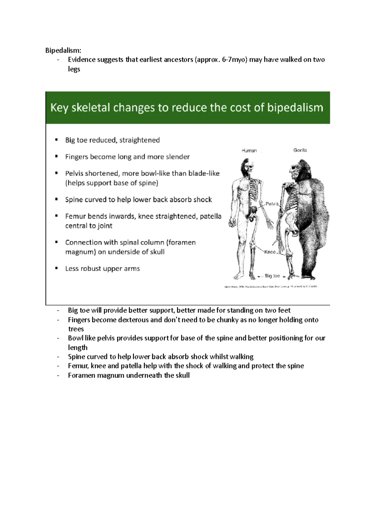 Lecture 4 - Hominid Evolution - Bipedalism: - Evidence suggests that ...