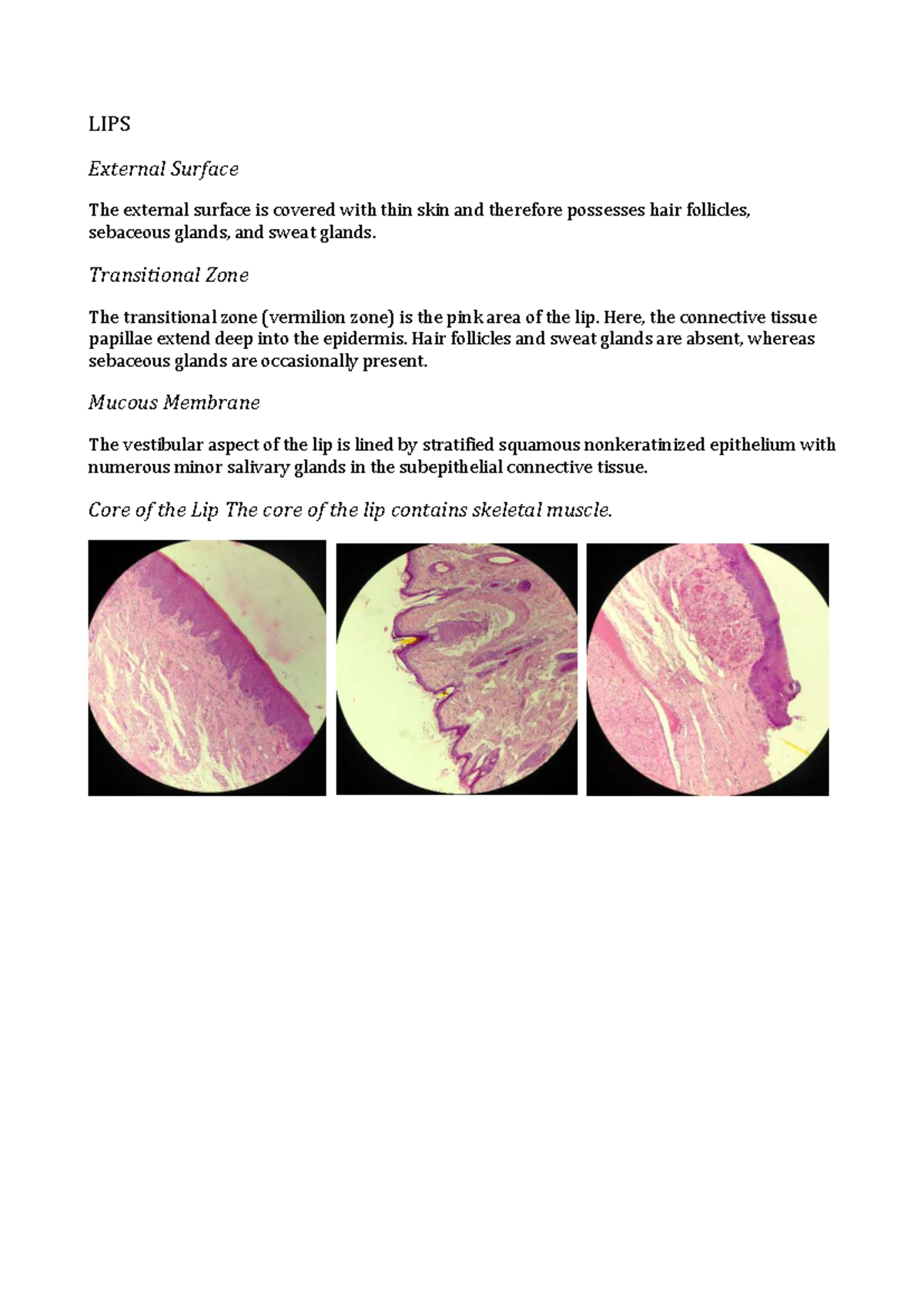Microanatomy-pt1 - anatomy - LIPS External Surface The external surface ...