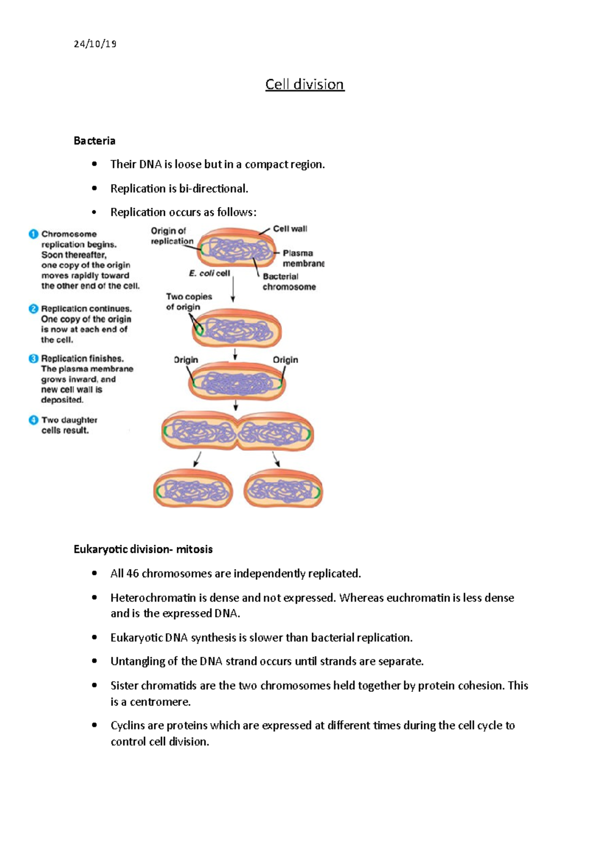 Cell division - 24/10/ Cell division Bacteria Their DNA is loose but in ...