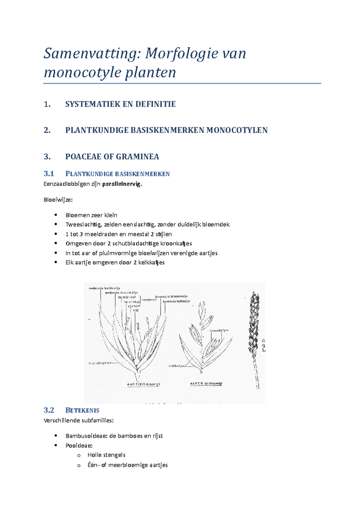 Samenvatting monocotylen - Samenvatting: Morfologie van monocotyle ...