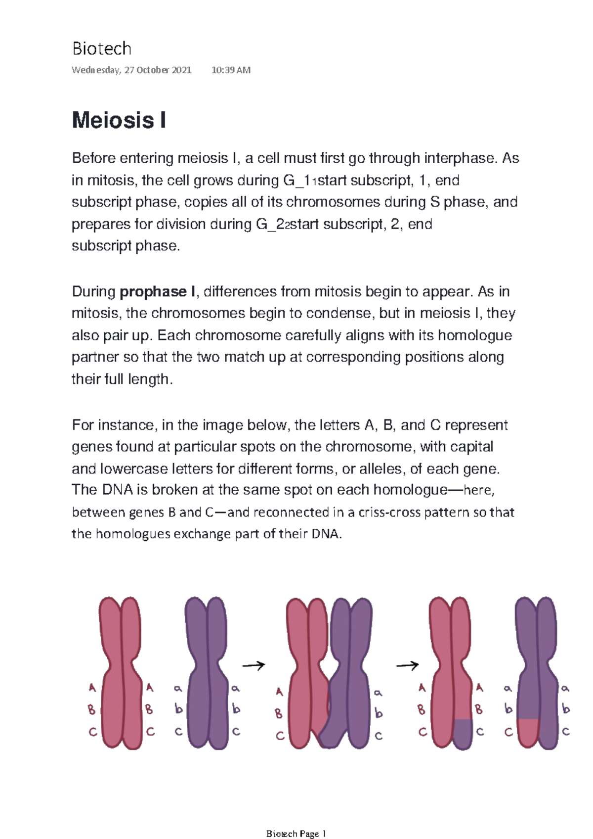 Meiosis phases - Lecture notes 1-3 - Meiosis I Before entering meiosis ...