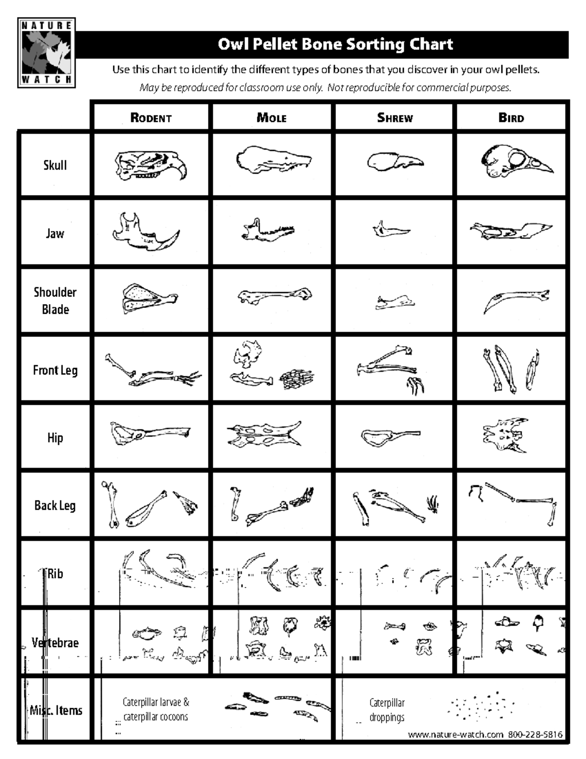 Owl Pellet Bone Sorting Chart - May be reproduced for classroom use ...