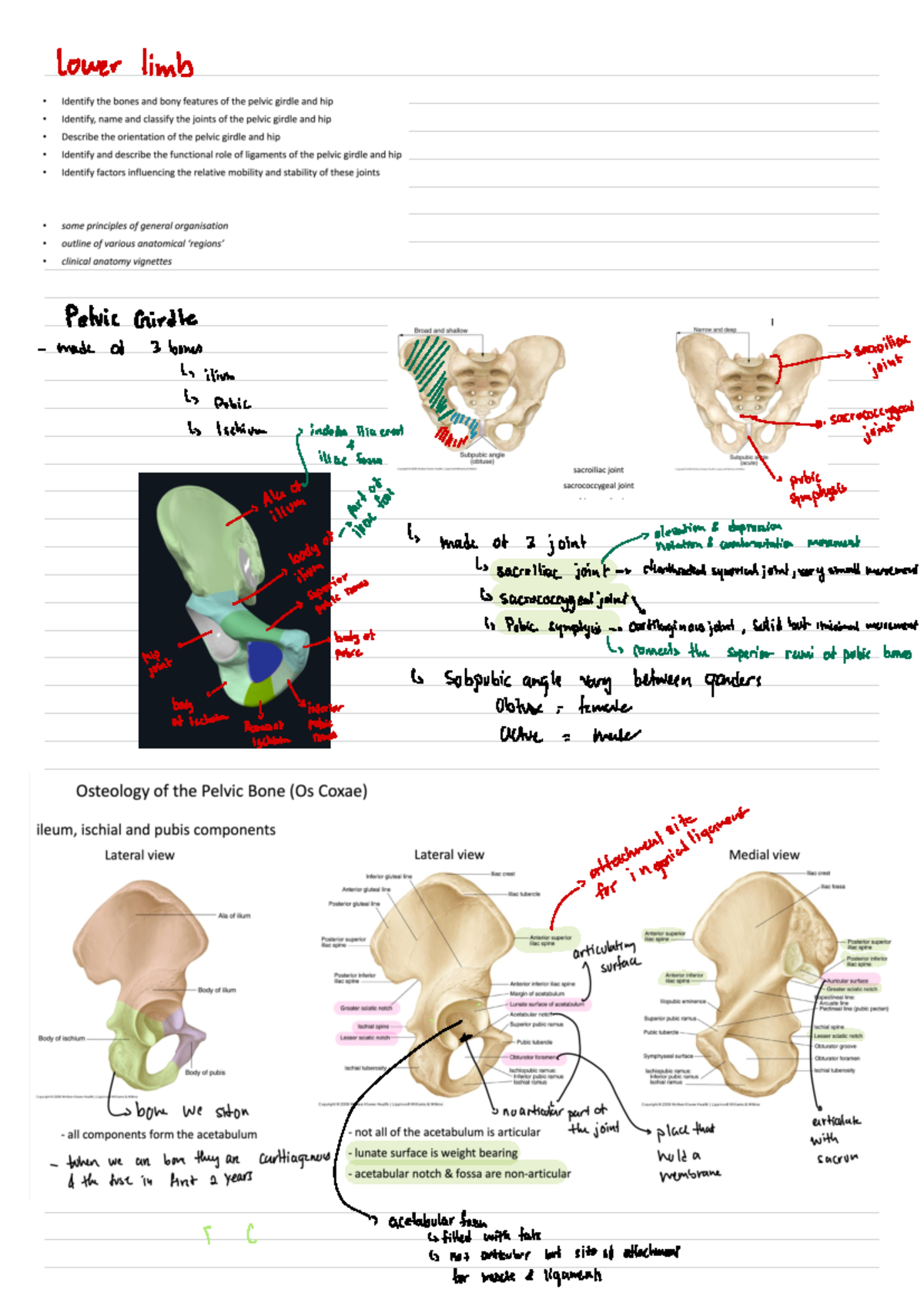 Anatomy Notes ( palvis and femur osteology ) - lower limb Pelvic Girdle ...