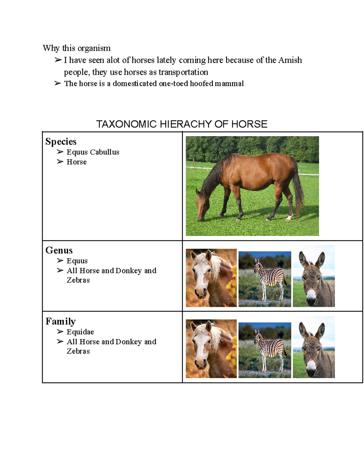 Unity of life Taxonomic - Why this organism I have seen alot of horses ...