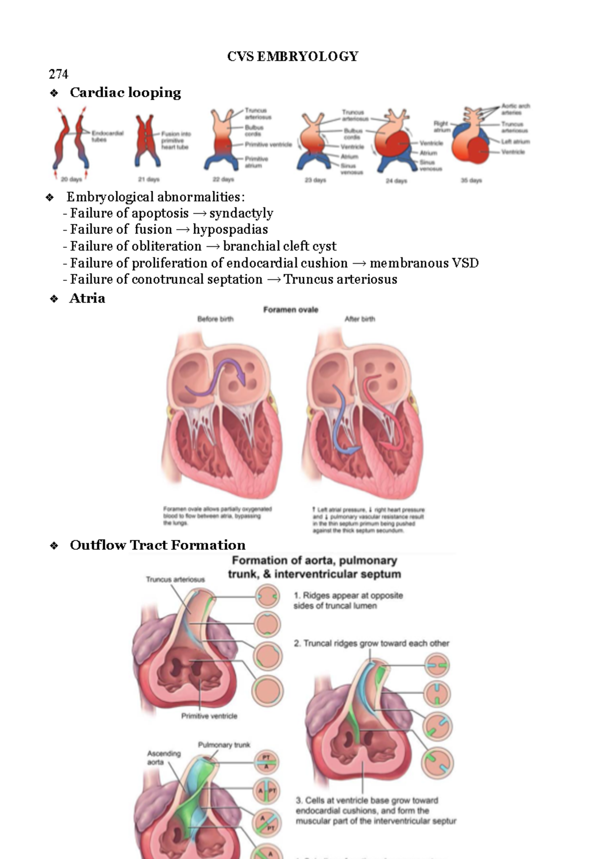 UW Notes 7 - Cardiology - Resumen - CVS EMBRYOLOGY 274 Cardiac looping ...