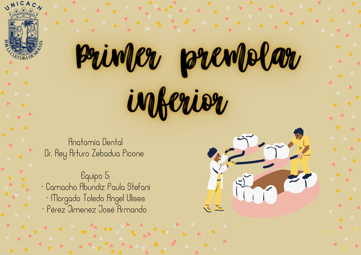 Primer premolar inferior - Primer premolar inferior Anatomía Dental Dr ...