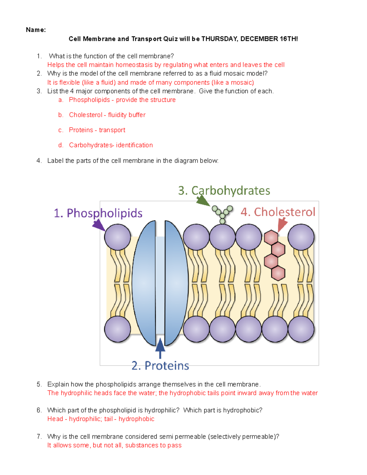 Cell Membrane and Transport Review 2021 KEY - Name: Cell Membrane and ...