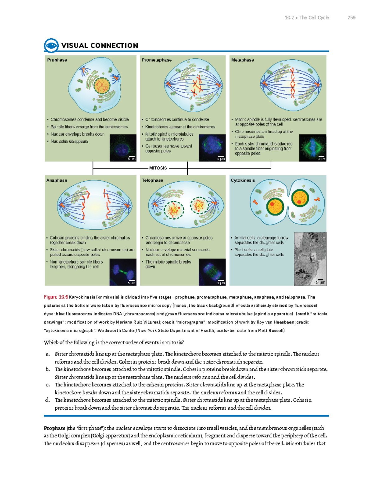 Chapter 10 Cell Reproduction Part 3 - VISUAL CONNECTION Figure 10 ...