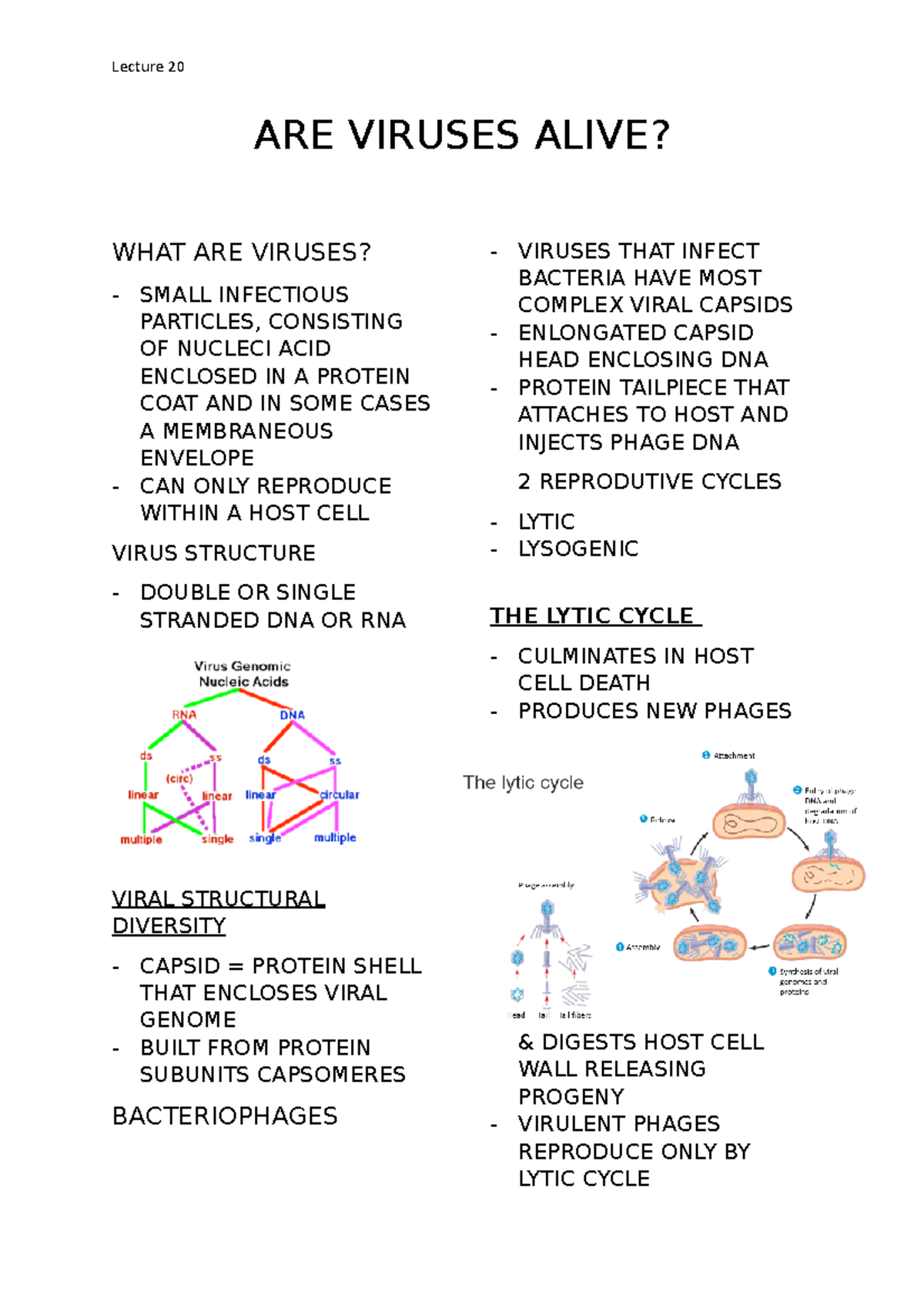 are viruses alive lecture notes - ARE VIRUSES ALIVE? WHAT ARE VIRUSES ...