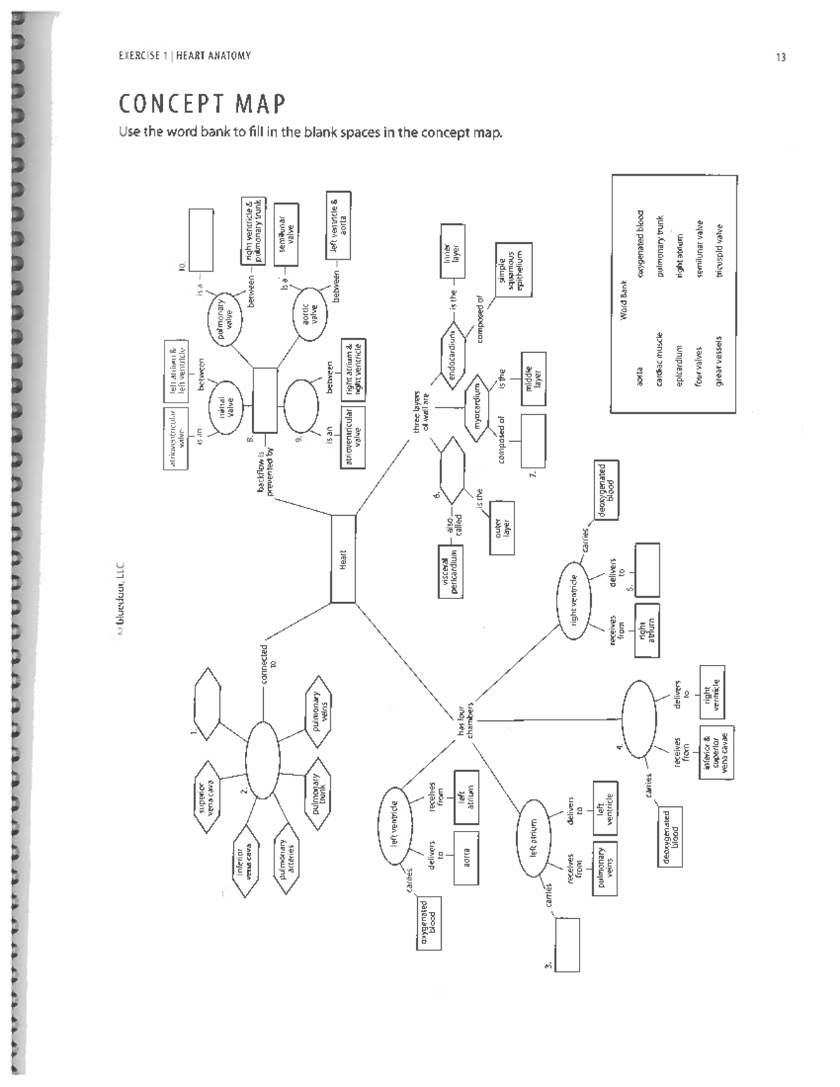Cardiovascular System concept map - bluedoor, LLC atrioventricular left ...