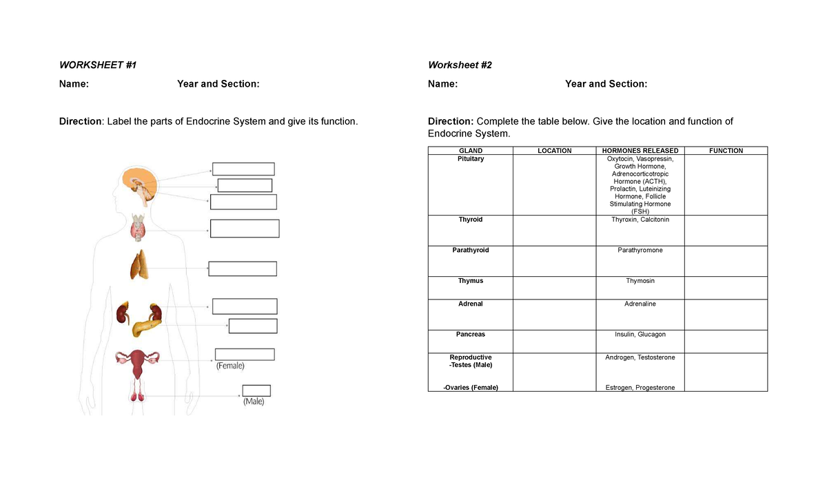 Worksheet FOR Endocrine System - WORKSHEET Name: Year and Section ...