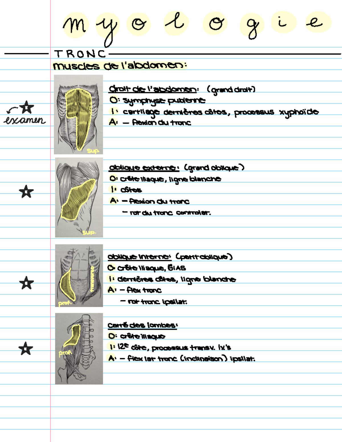 Myo - Révision myologie - my ol o g i e TR O N C Muscles de l abdomen ...