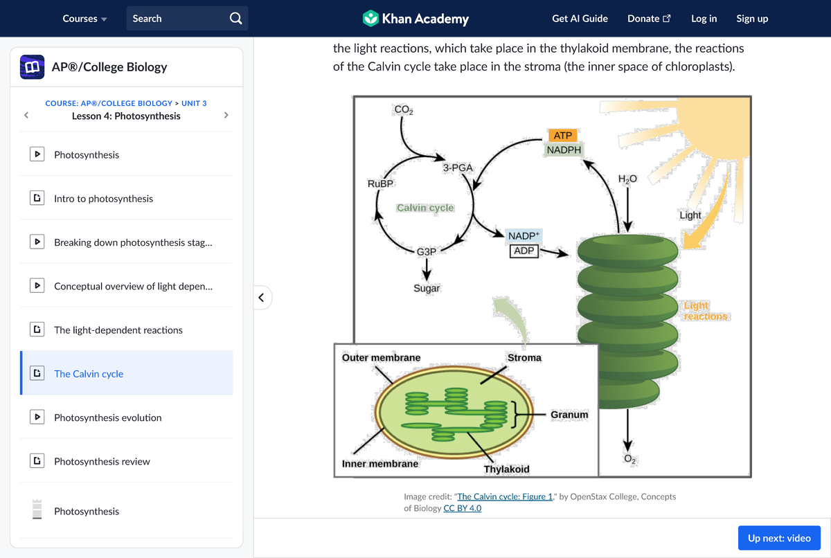 The Calvin cycle (article) Photosynthesis Khan Academy - the light reac ...