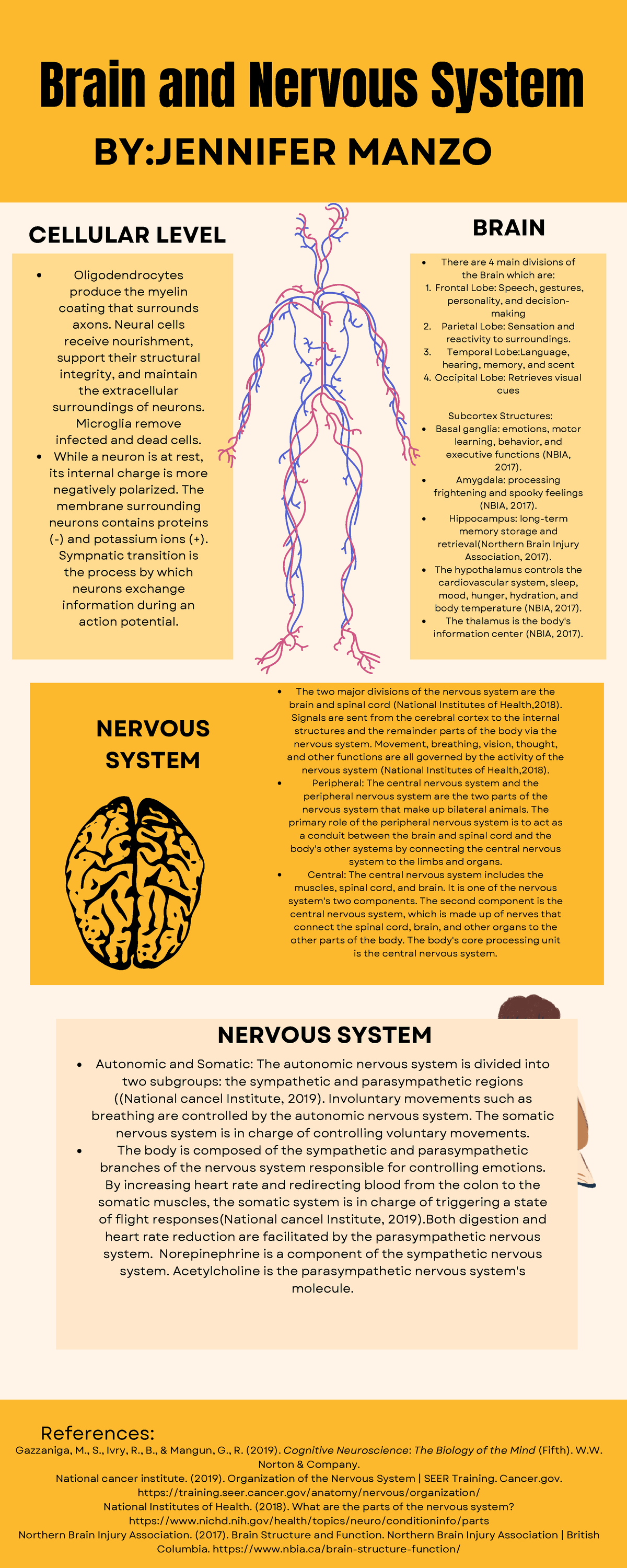 Brain and Nervous - Assignment - Brain and Nervous System BY:JENNIFER ...