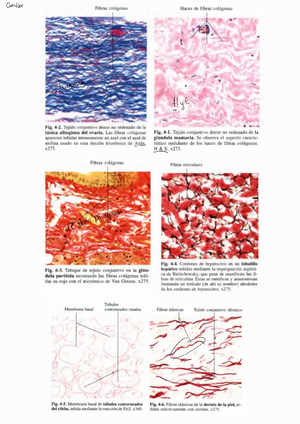 Ross Capítulo 5: Tejido epitelial - Warning: TT: undefined function: 32 - Studocu