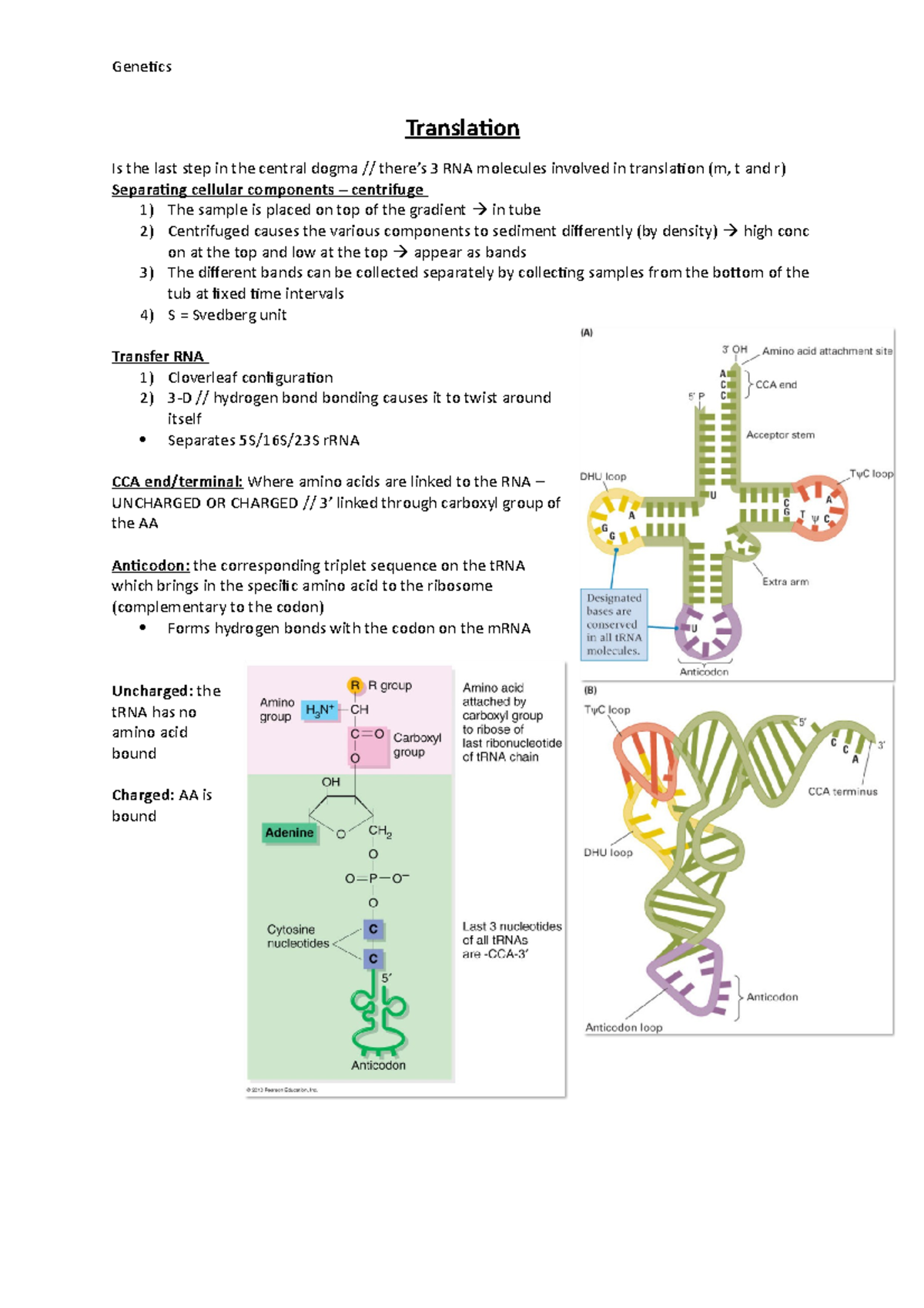 Translation - notes - Teacher: Csanad Bachrati - Translation Is the ...
