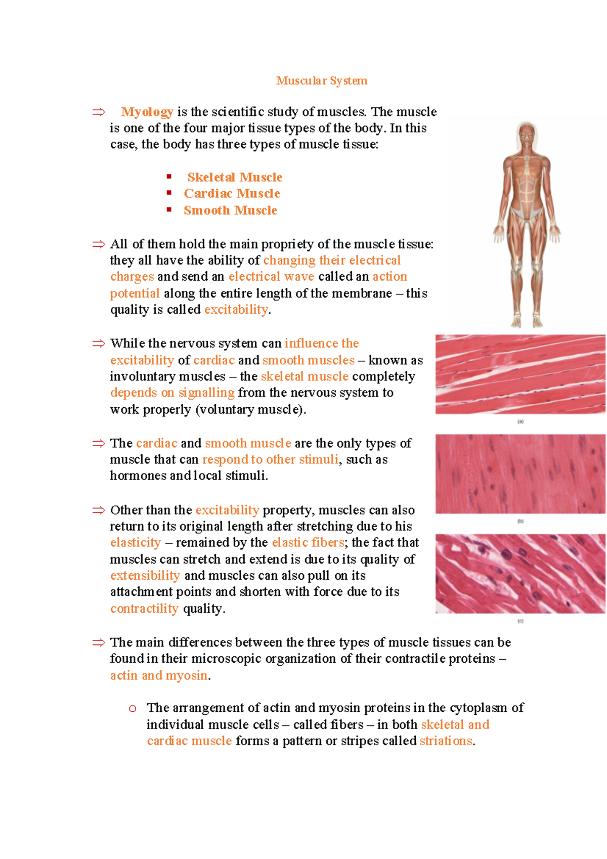 Muscular System Review Warning TT Undefined Function 32 Muscular