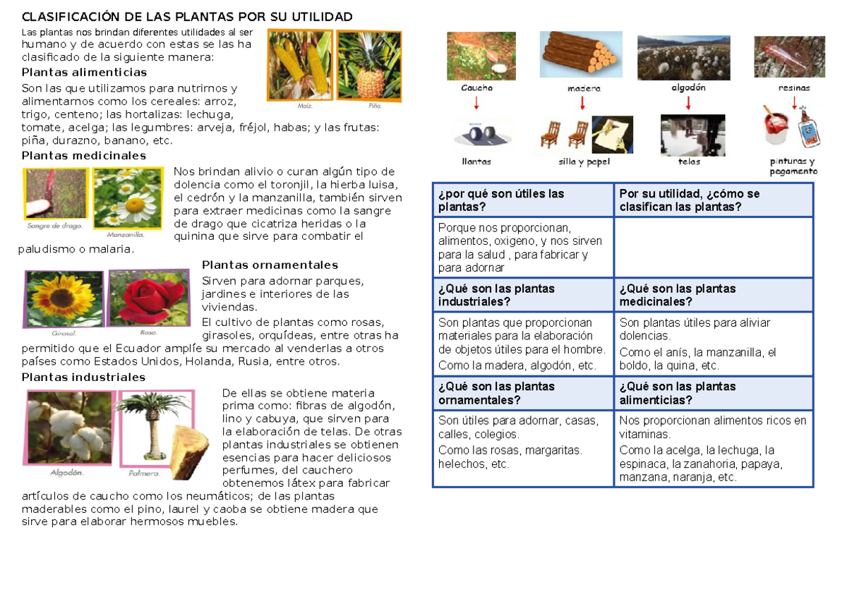 Clasificación DE LAS Plantas POR SU Utilidad - CLASIFICACIÓN DE LAS ...