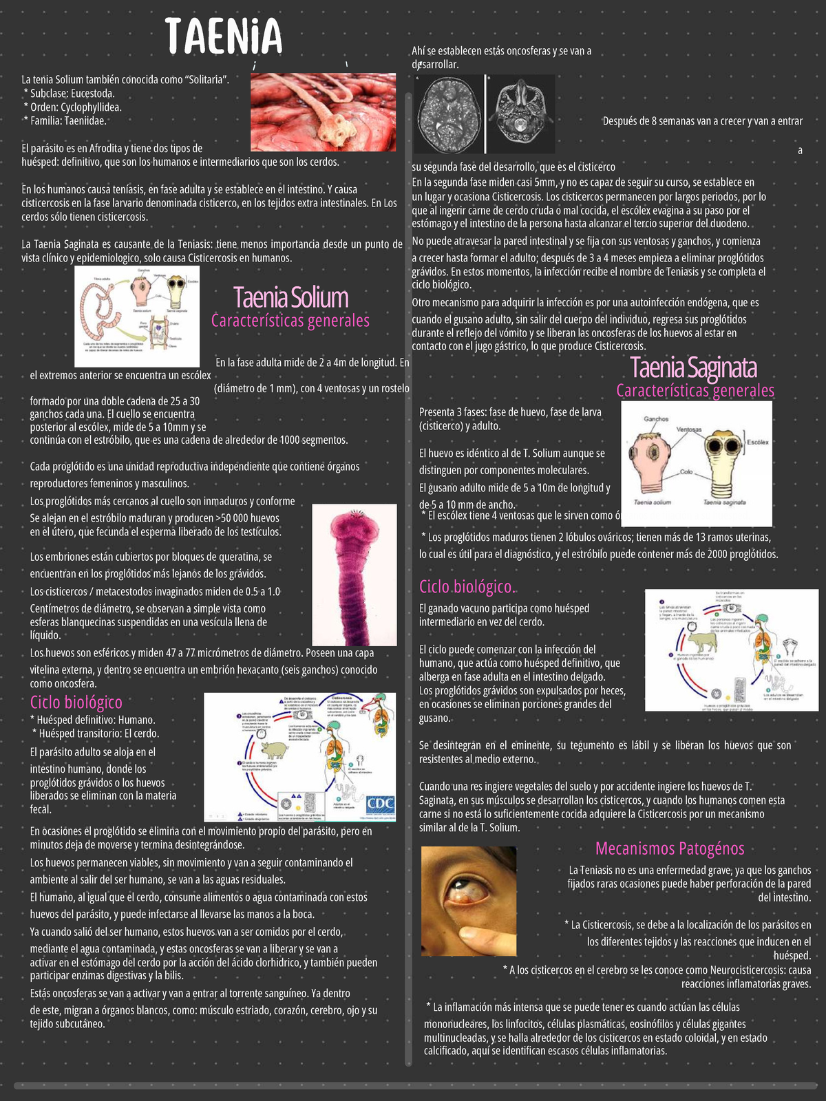 Guia3 - guias tercer aporter - La tenia Solium también conocida como ...