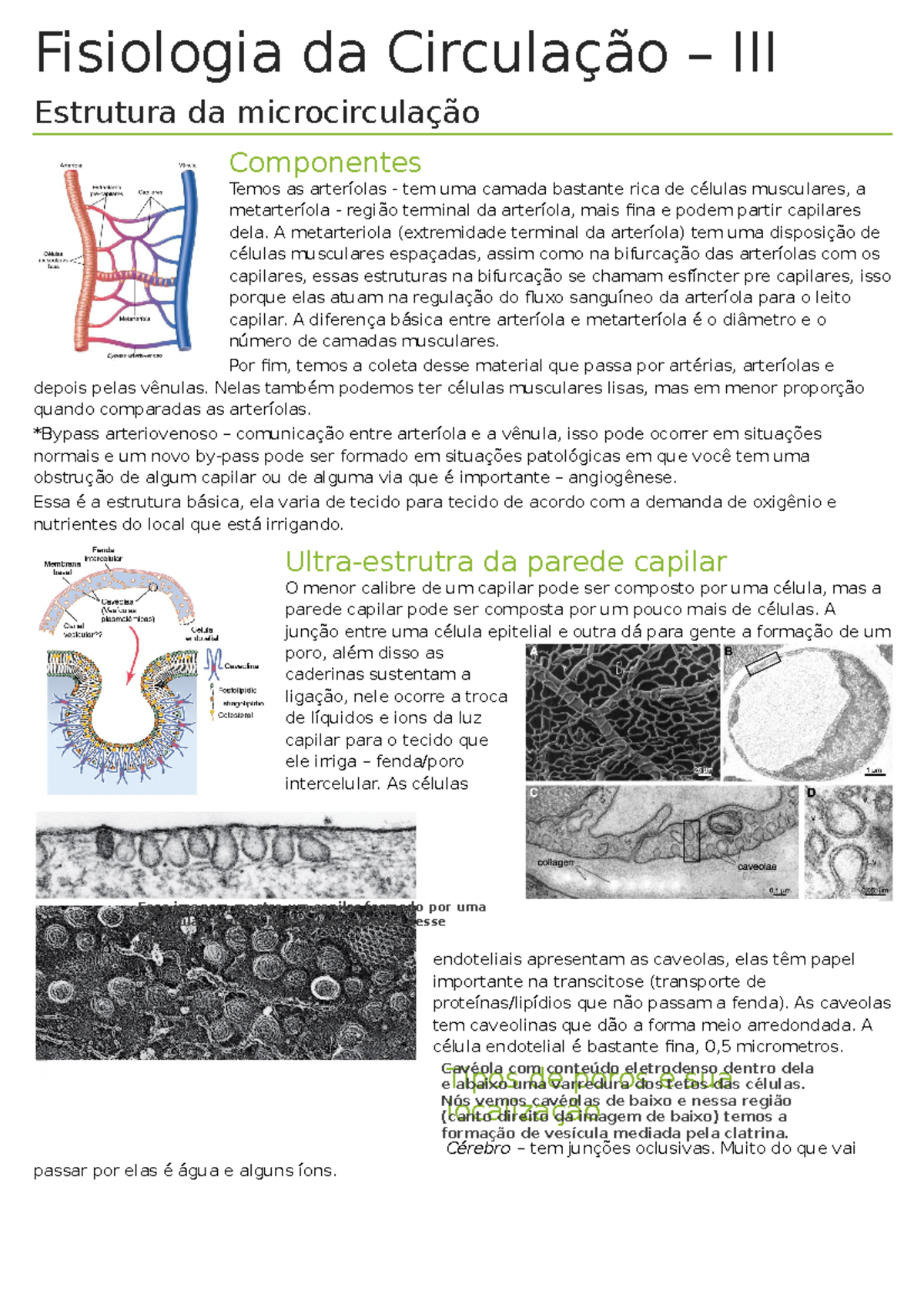 Fisiologia da Circulação - A metarteriola (extremidade terminal da ...
