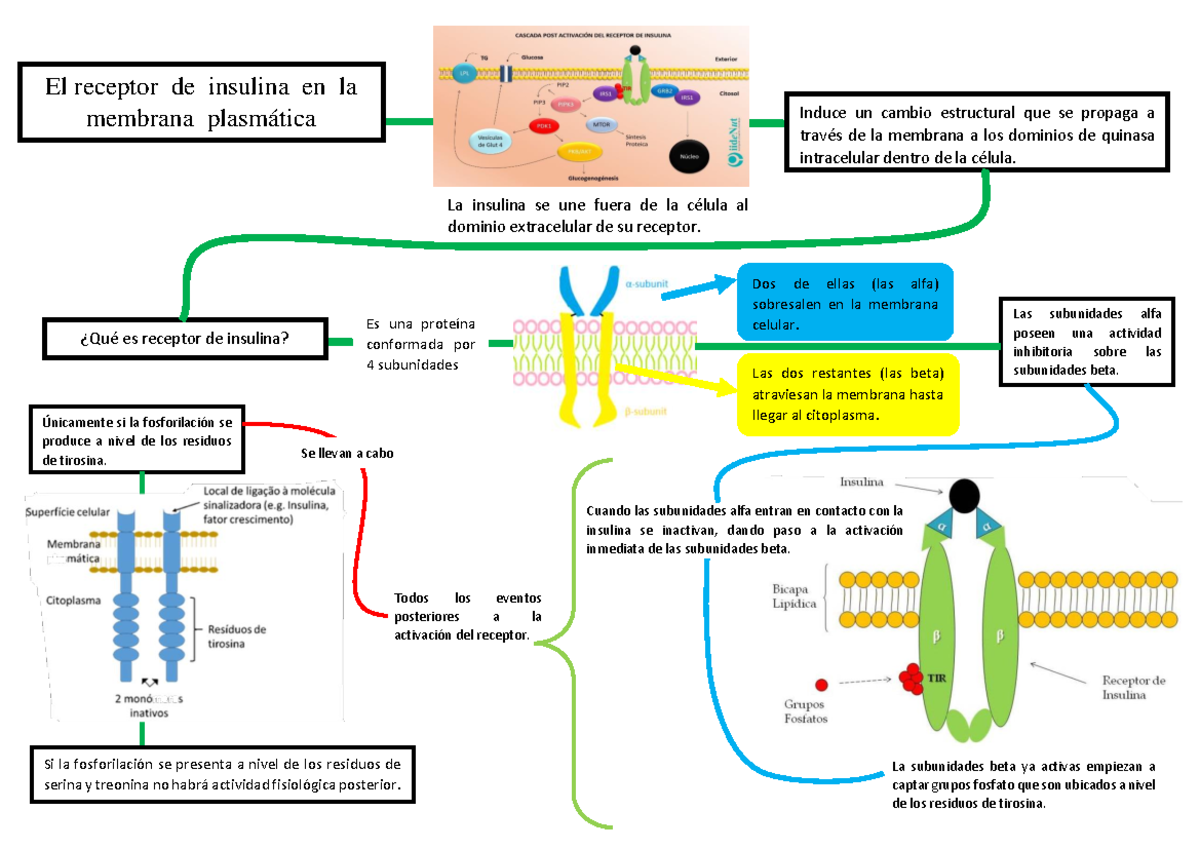 Esquema pdf Insulina EN LA Membrana Plasmatica(terminado) - El receptor ...