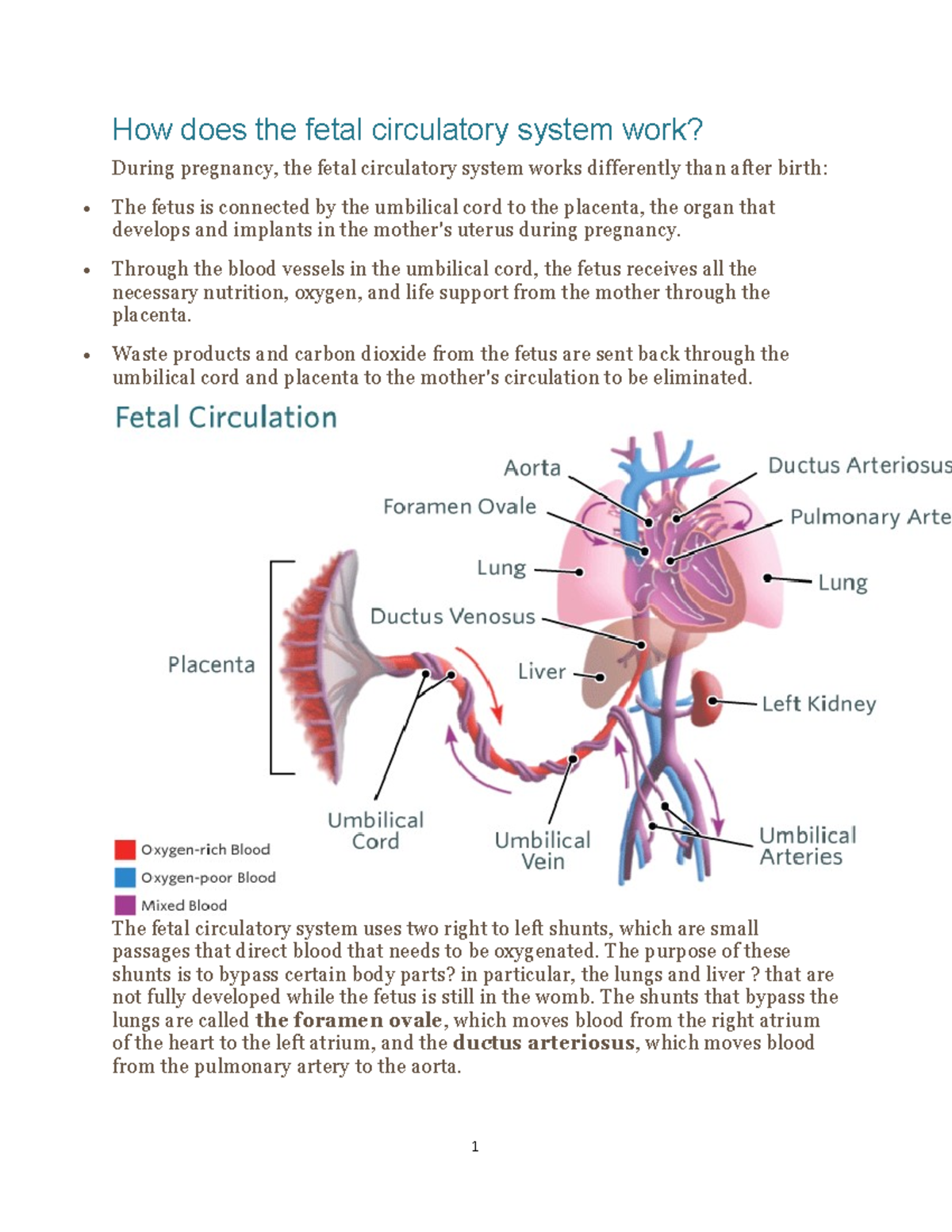 Foetal circulation pdf - Studocu