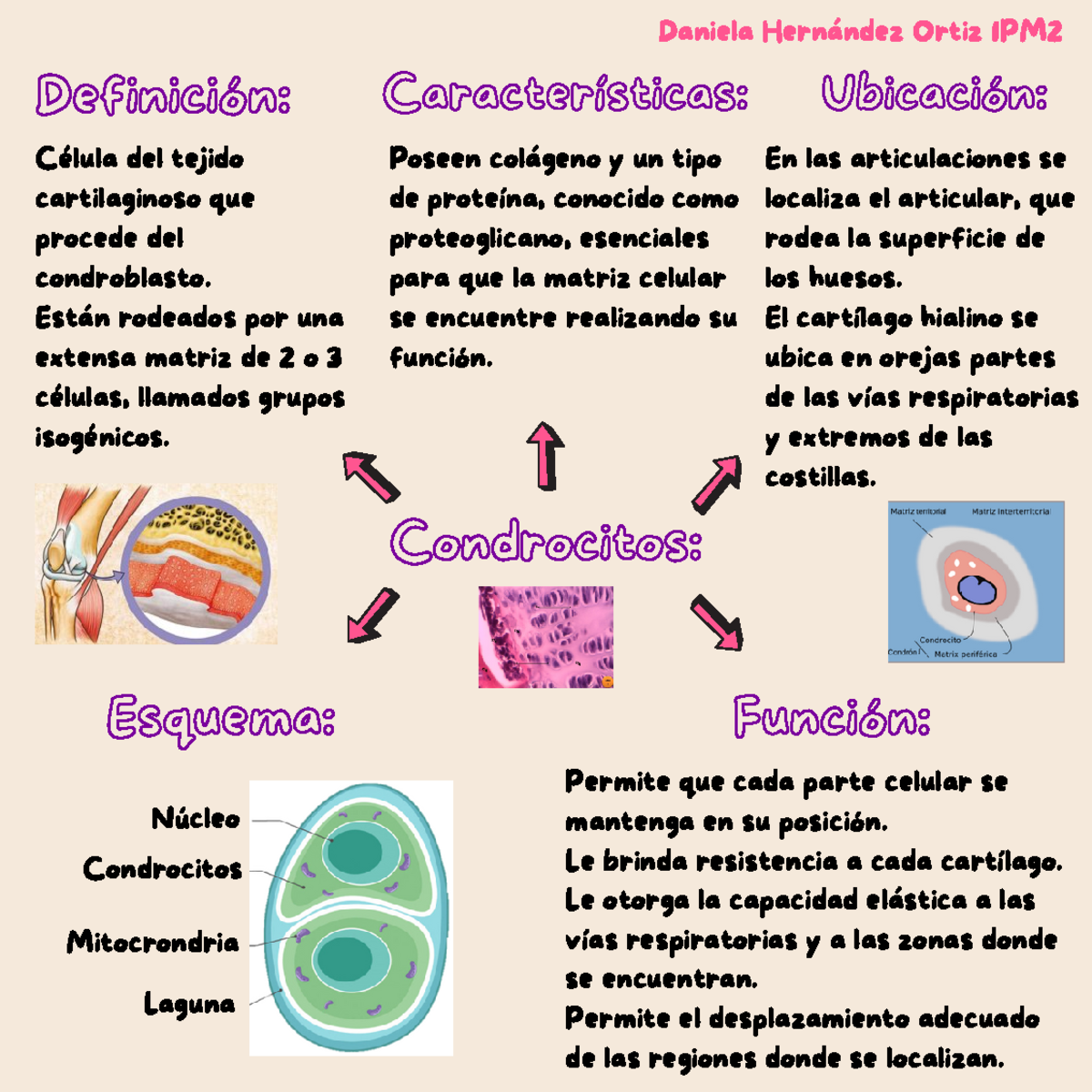 Mapa mental de la célula-1 - Condrocitos:Condrocitos: Célula del tejido ...