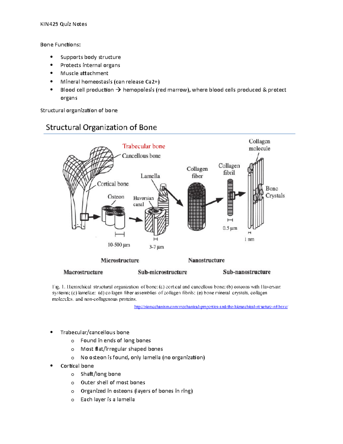 Quiz 1 Notes - Bone Functions: Supports body structure Protects ...