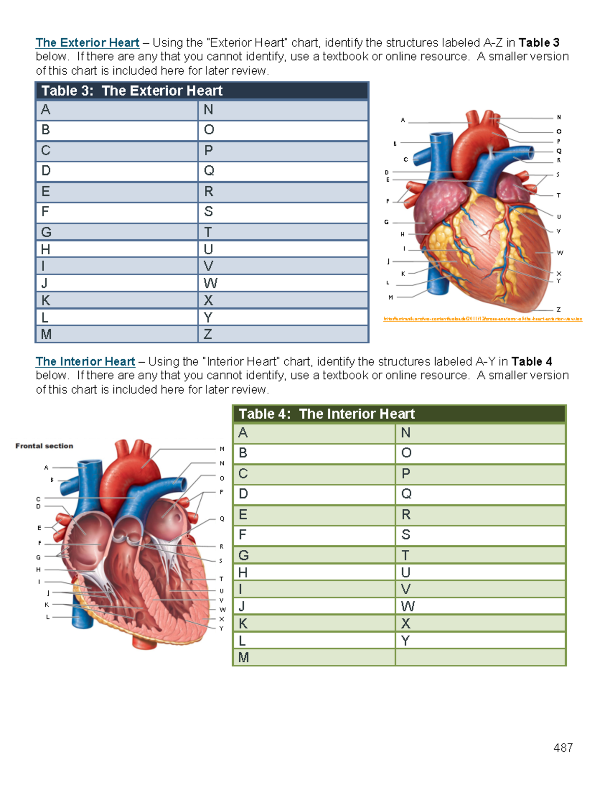 Heart worksheet - 487 - - Studocu