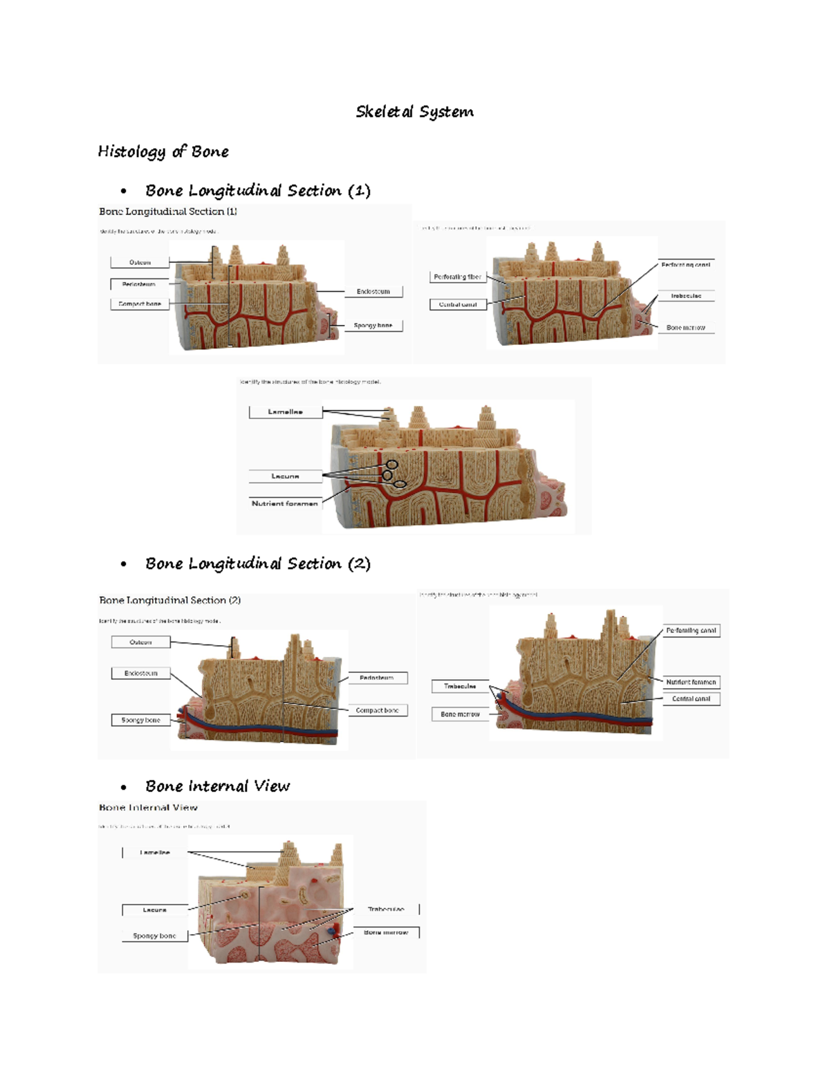 Inbound 911829668115718556 - Skeletal System Histology of Bone Bone ...