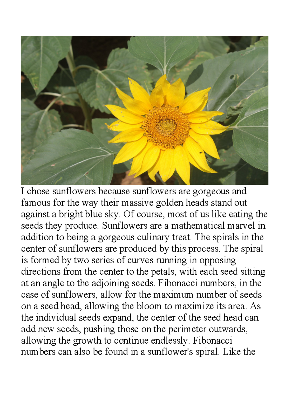 614605383-Math - aeertgraa hftyyu loiuyjn - I chose sunflowers because ...