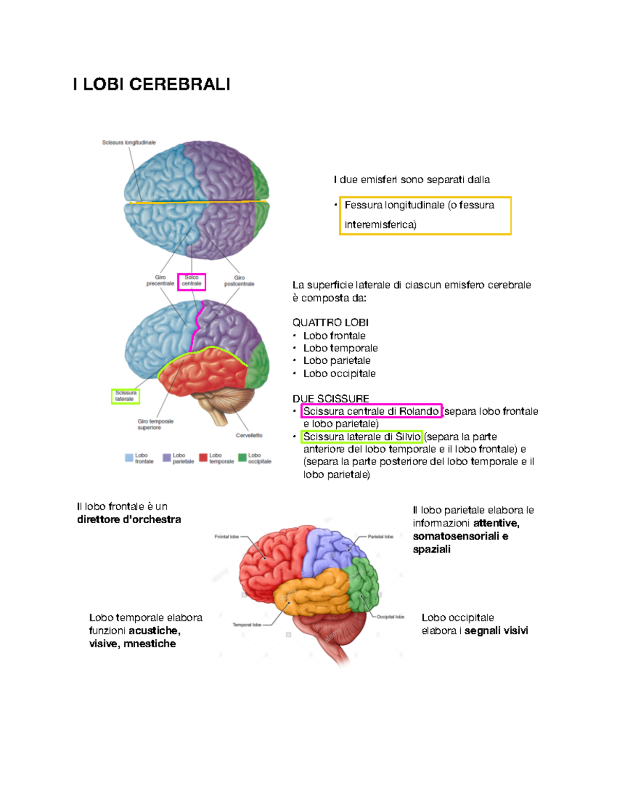 I lobi cerebrali (1)-1-2 - I LOBI CEREBRALI ì I due emisferi sono ...
