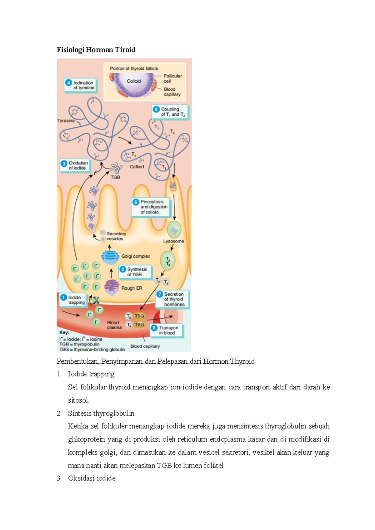 Fisiologi Thyroid - Fisiologi Hormon Tiroid Pembentukan, Penyimpanan ...