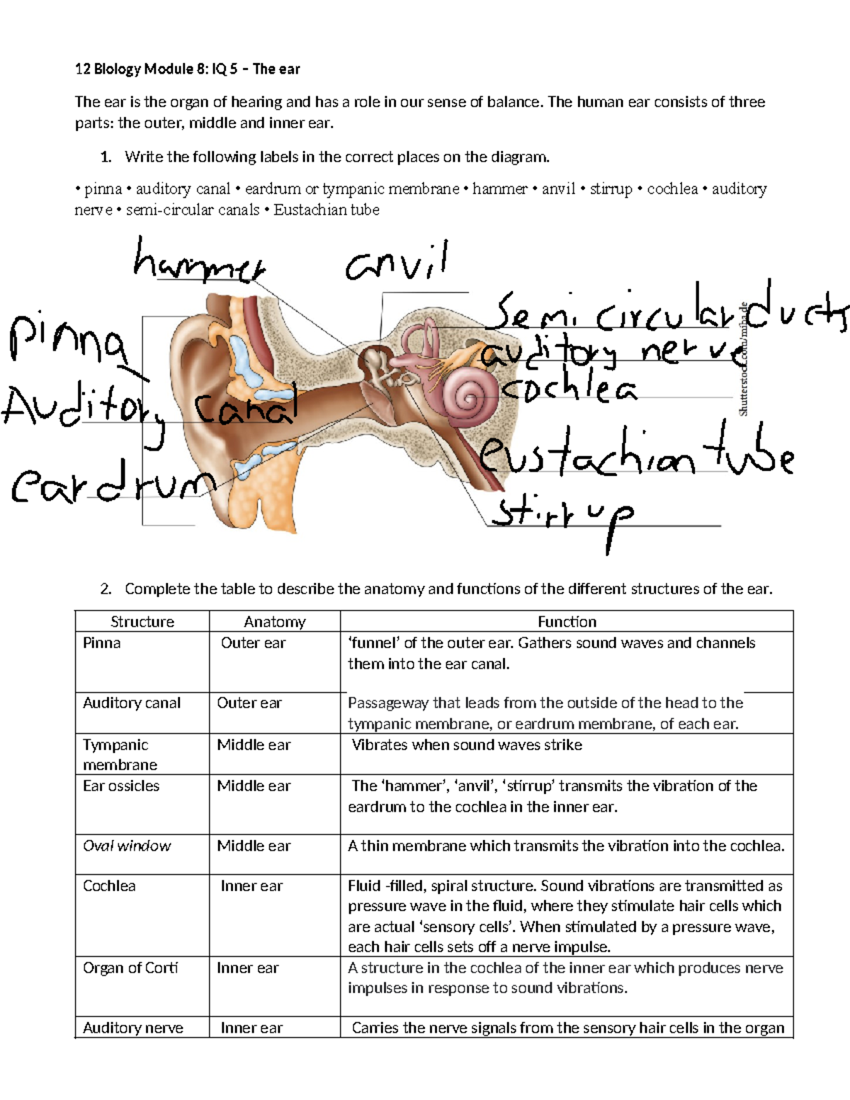 12 Biology Module 8 Q 5 - The Ear - 12 Biology Module 8: IQ 5 – The ear ...
