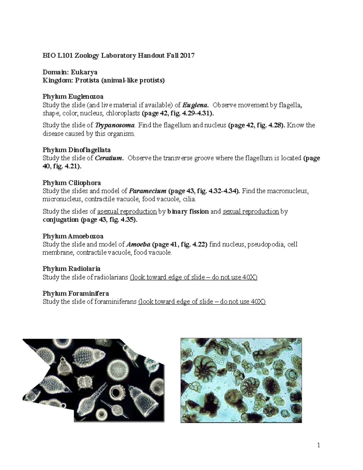 BIOL101 Zoology LAB EX FA17 - BIO L101 Zoology Laboratory Handout Fall ...