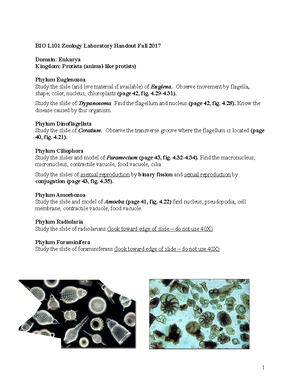 Lab 5 part 2 - BIO L101 - Phylum Chordata Clade Vertebrata Superclass ...